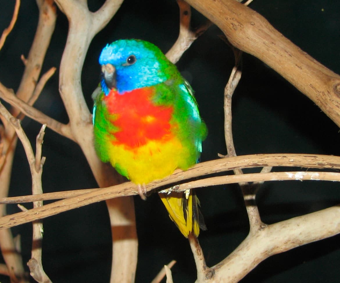 Tipos de periquitos (16 tipos diferentes con fotos)