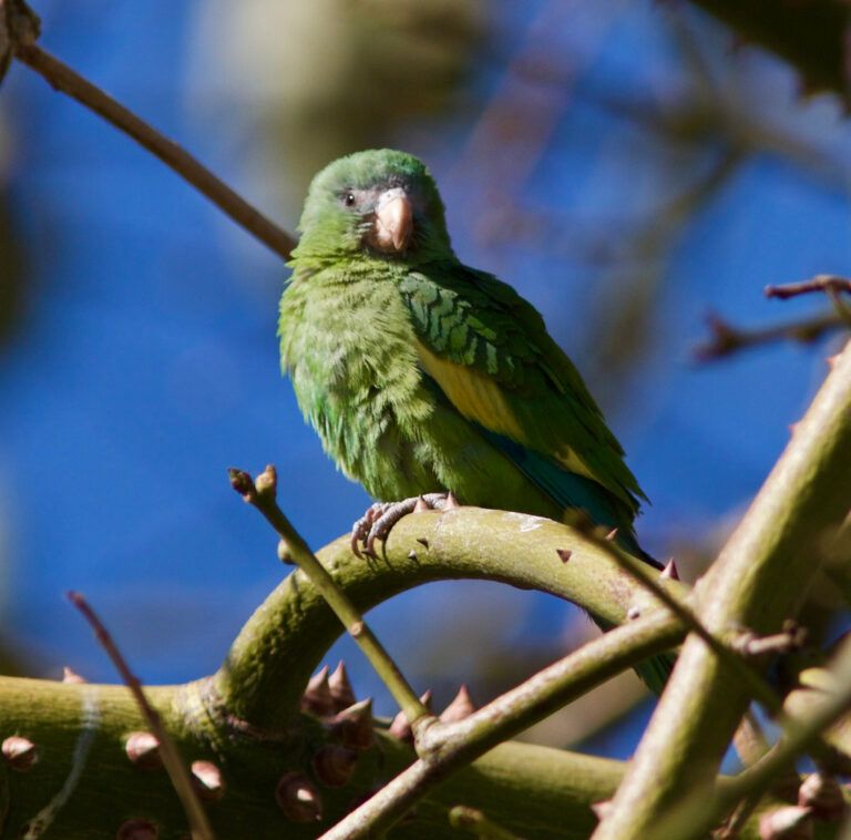 Tipos de periquitos (16 tipos diferentes con fotos)