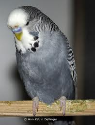 Tipos de periquitos (16 tipos diferentes con fotos)