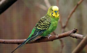 Tipos de periquitos (16 tipos diferentes con fotos)