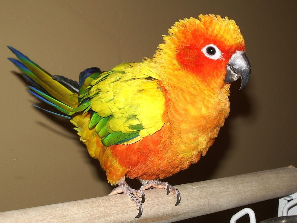 Tipos de periquitos (16 tipos diferentes con fotos)